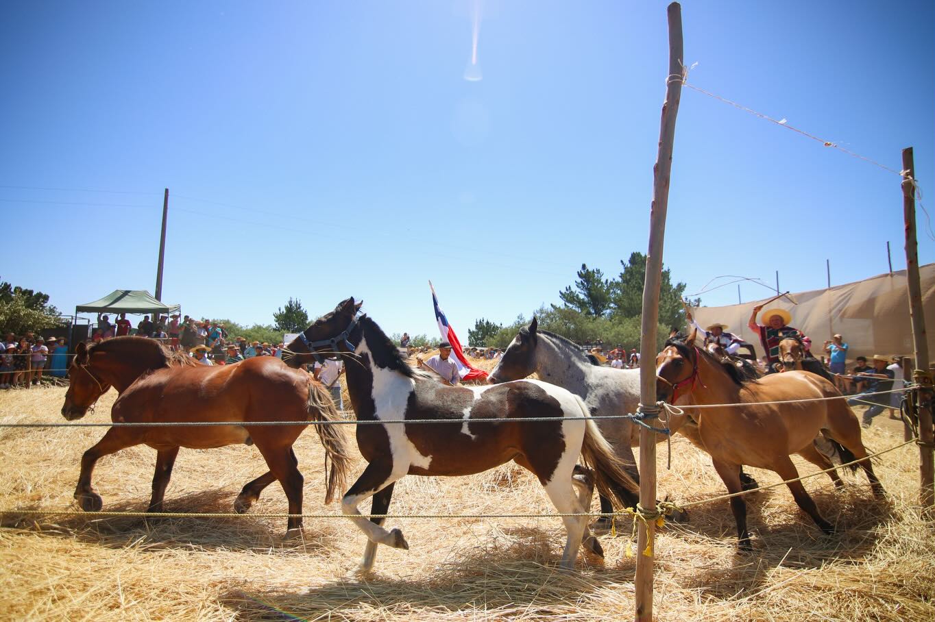 LA TRILLA A YEGUA SUELTA SE VIVE HASTA LAS 03:00 AM - Municipalidad de ...